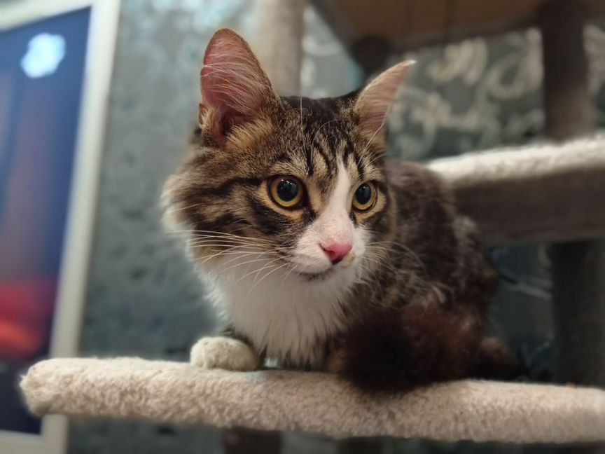 Кот молодой