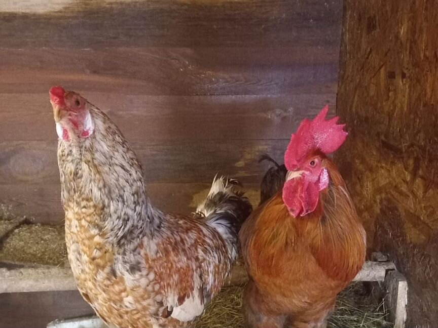 Молодые петухи, индюки