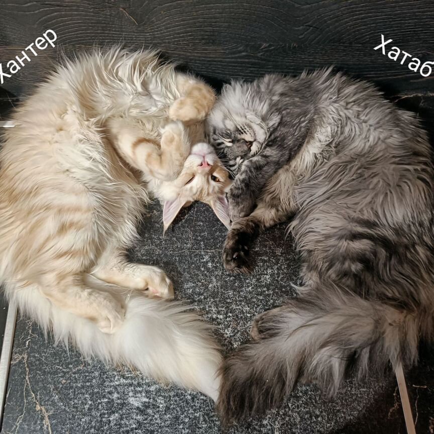 Котята Мейн-кун с документами,вет.паспортом