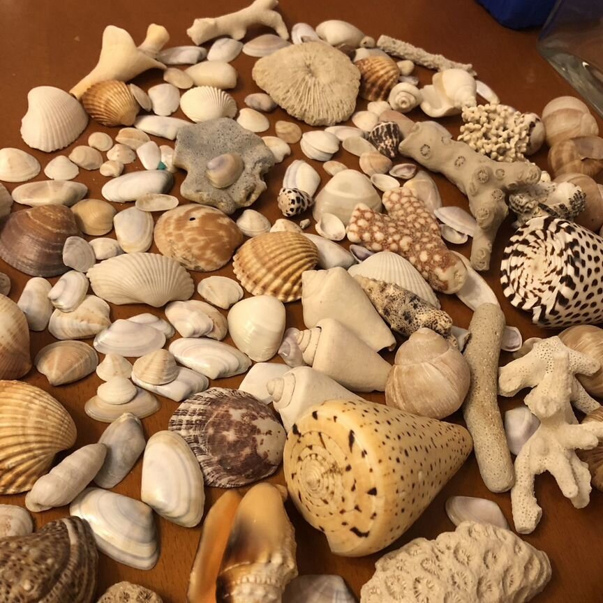 Ракушки и кораллы   грунт