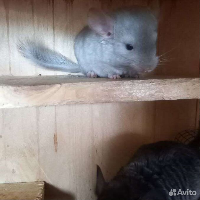 Шиншиллята
