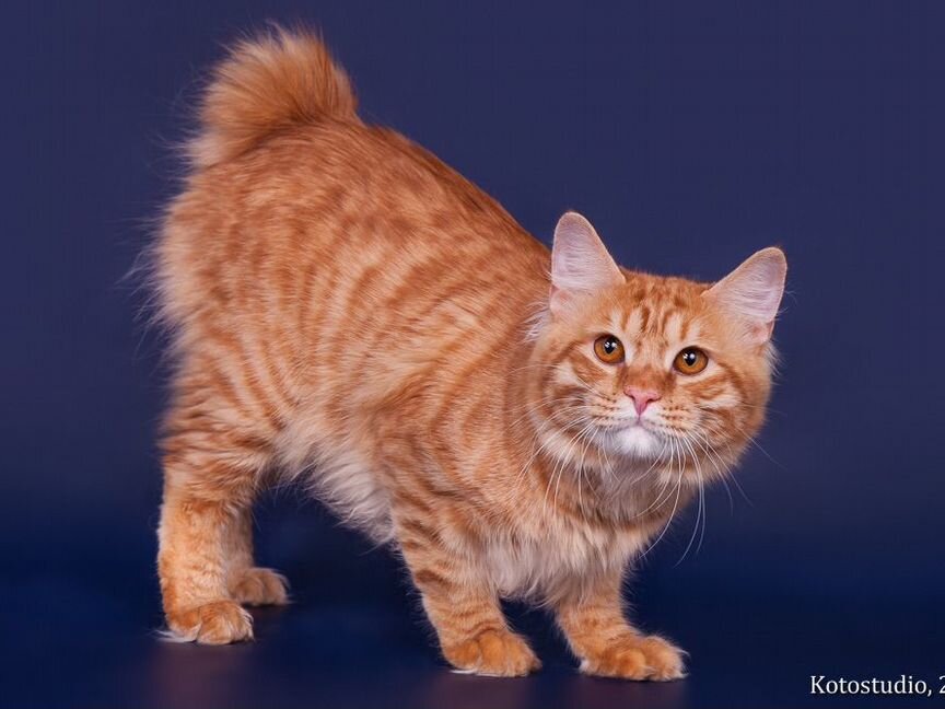 Котята бобтейл