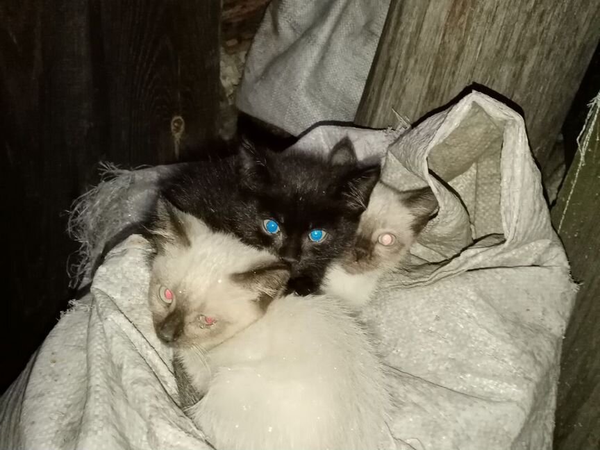 Котята в добрые руки бесплатно