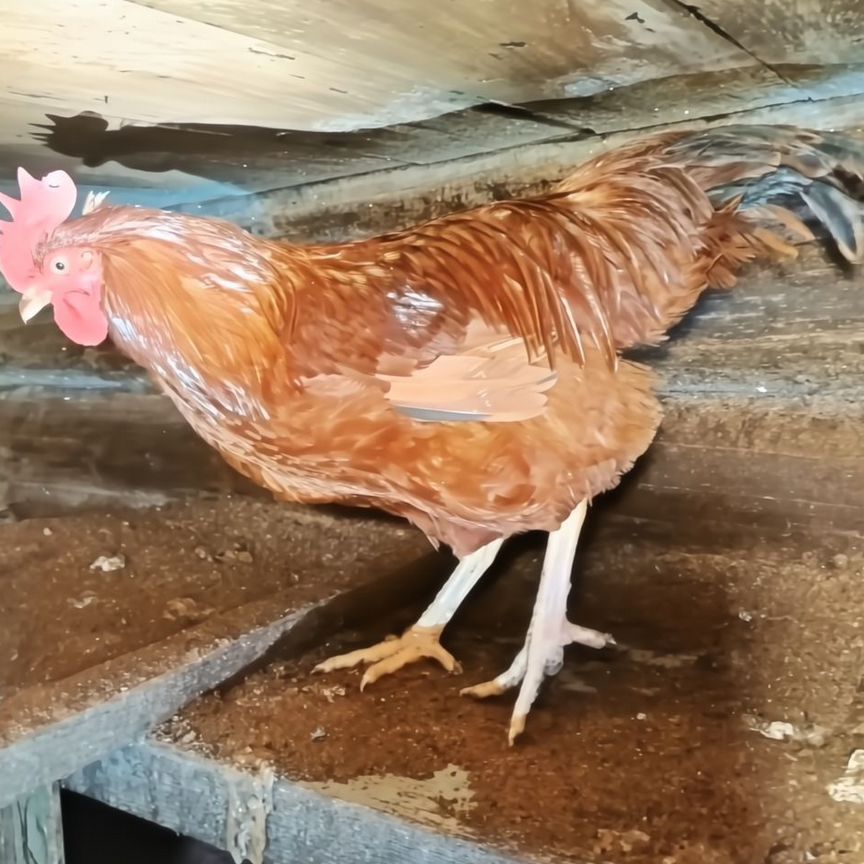 Молодые петухи