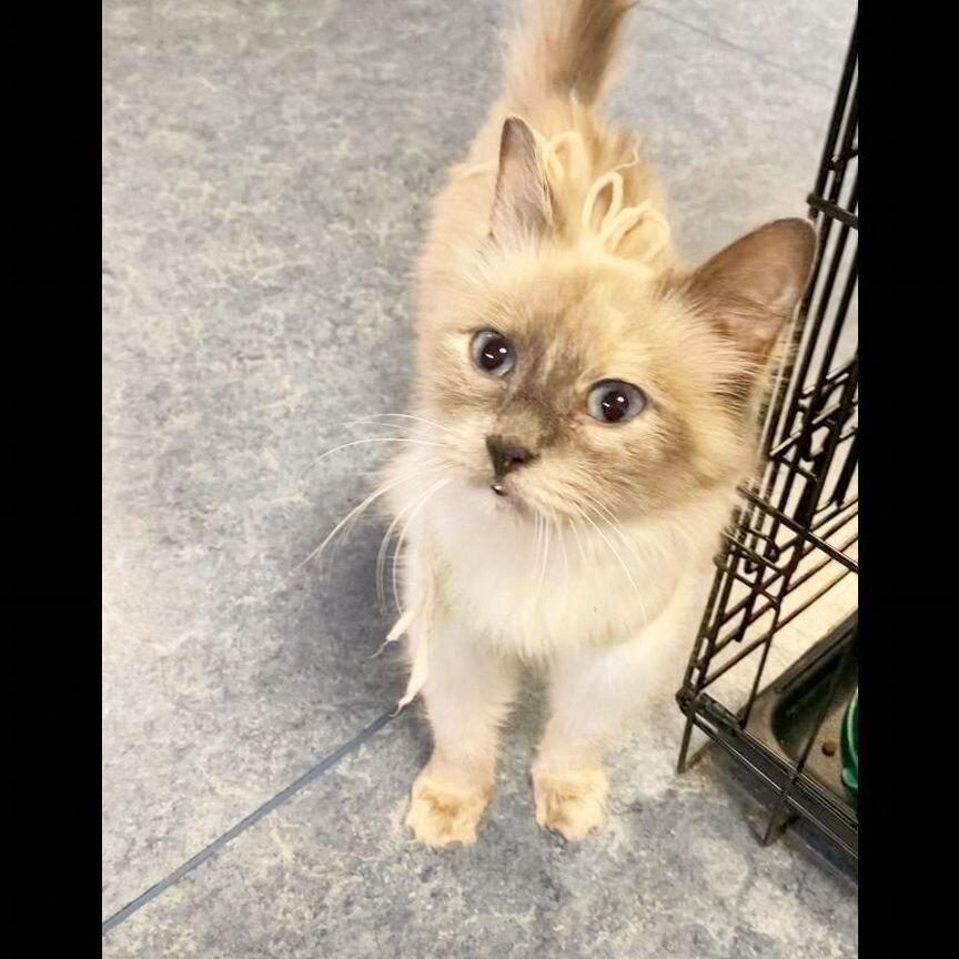 Красивая кошечка в добрые ручки