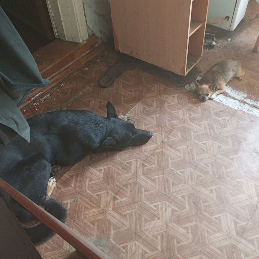 Взрослый пёс в добрые руки