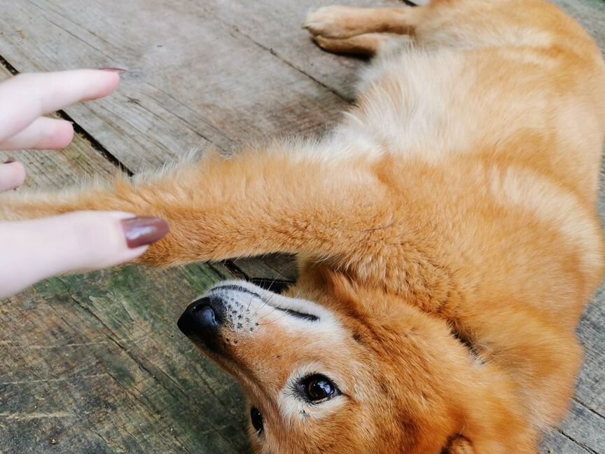 Щенки карело-финской лайки (метисы)