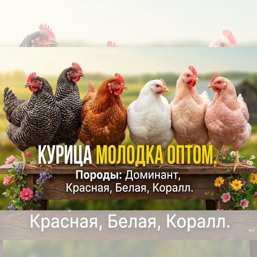 Курица молодка оптом