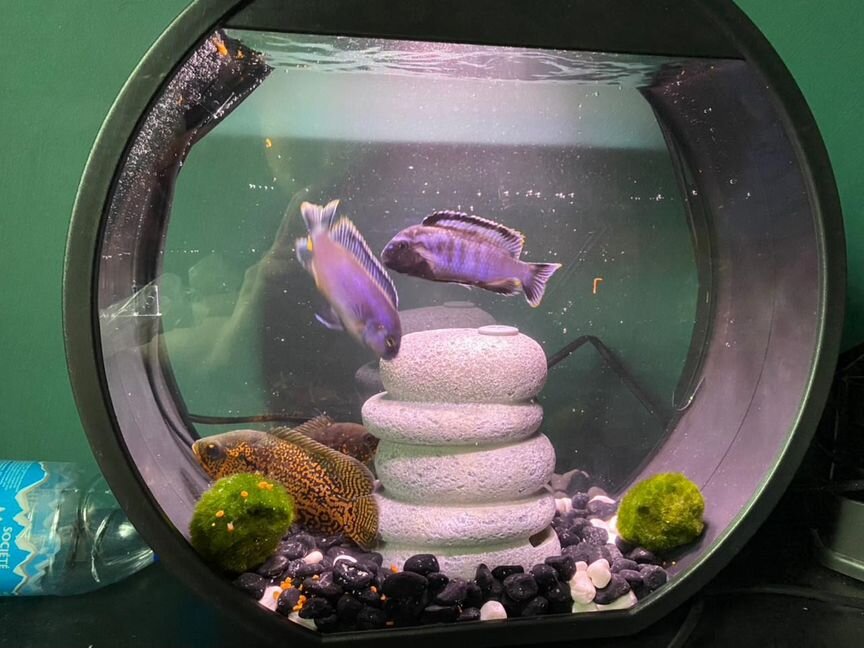 Аквариум Deco O mini черный