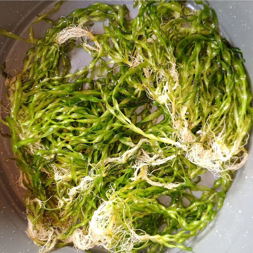 Валлиснерия спиральная