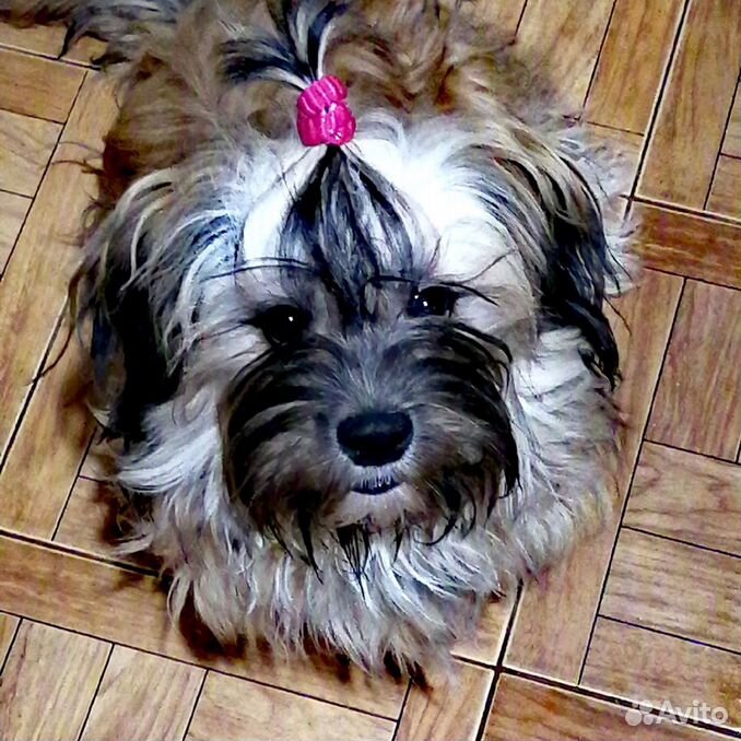 Пушистый красавчик в хорошие руки