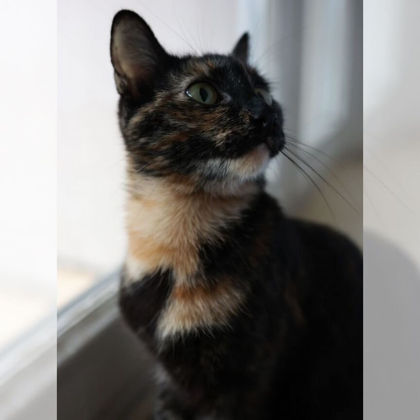 Взрослая, кошка в добрые руки