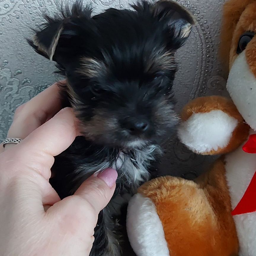 Йоркширский терьер, щенок