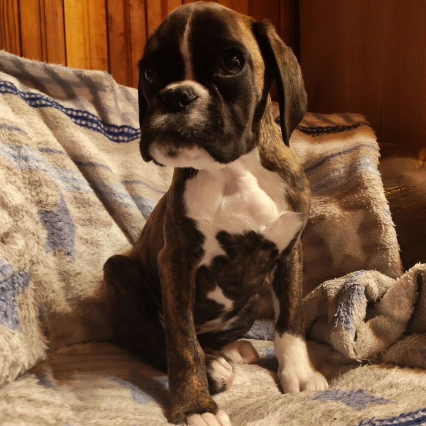 Боксер, щенок