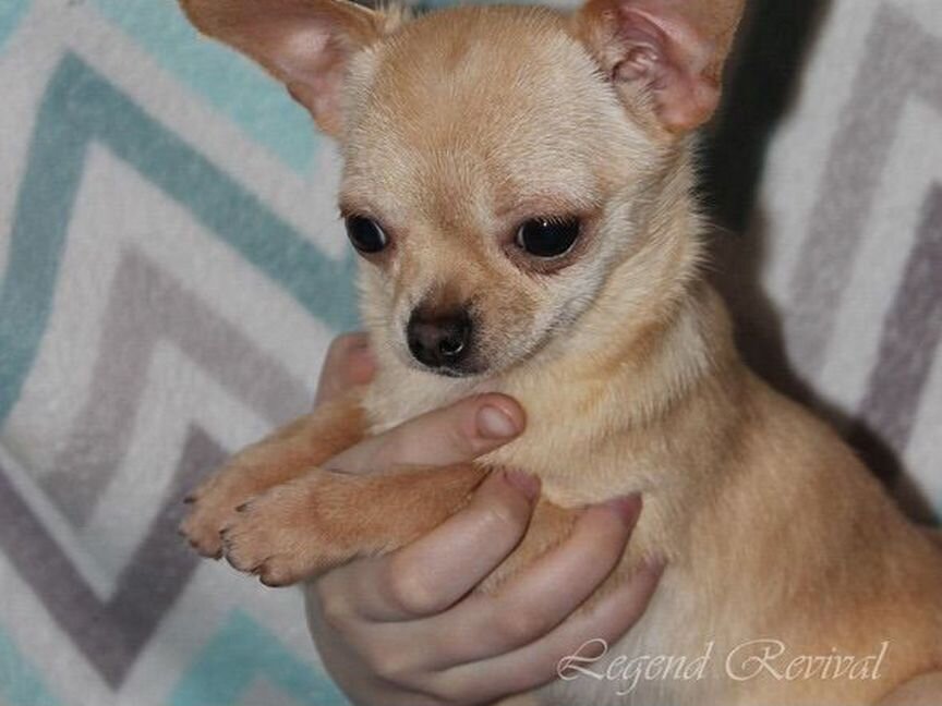 Чихуахуа мини девочка