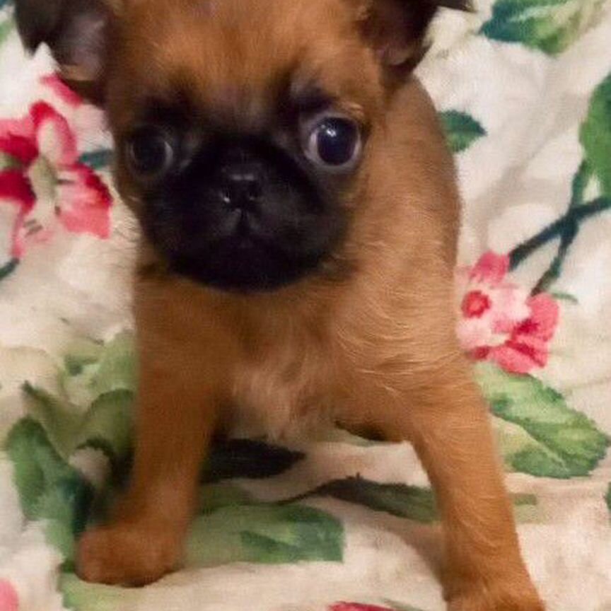 Брюссельский гриффон