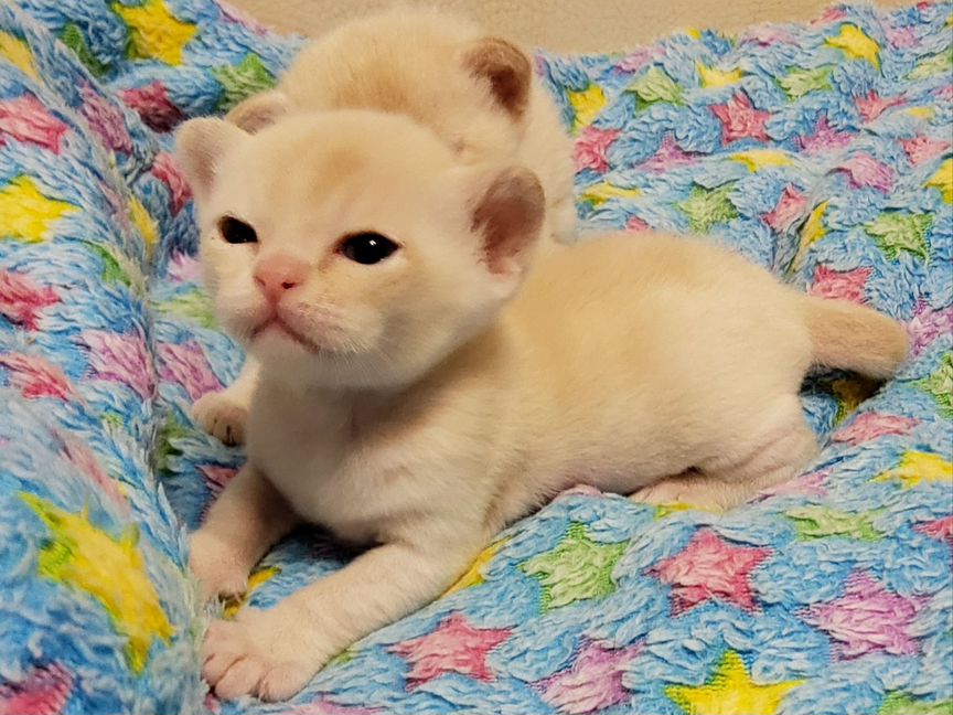 Бурманские котята питомник
