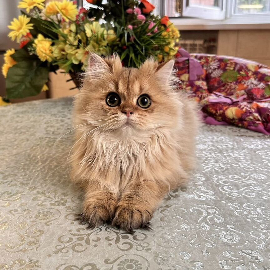 Золотая длинношёрстная шиншилла