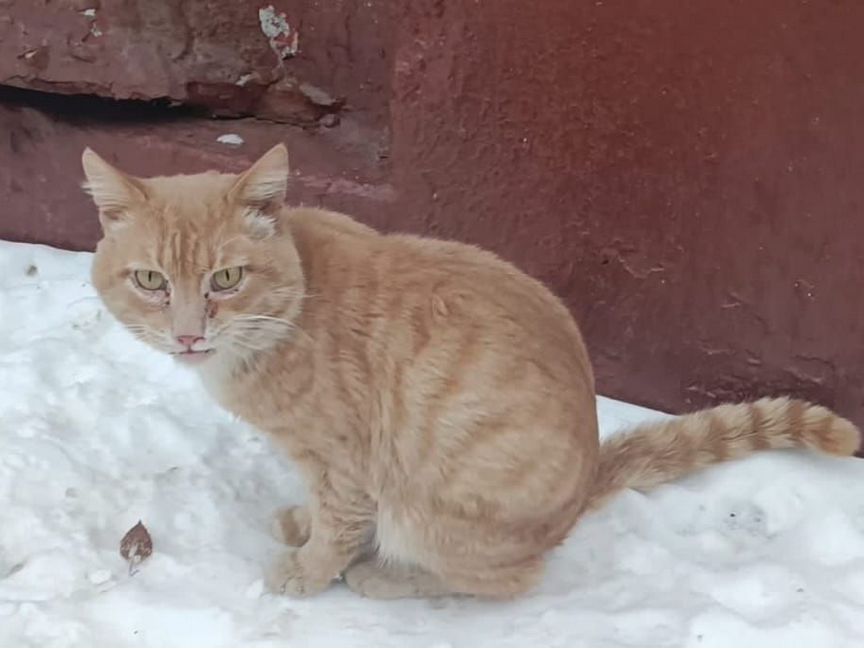 Рыжий кот Лаврентий нуждается в доме