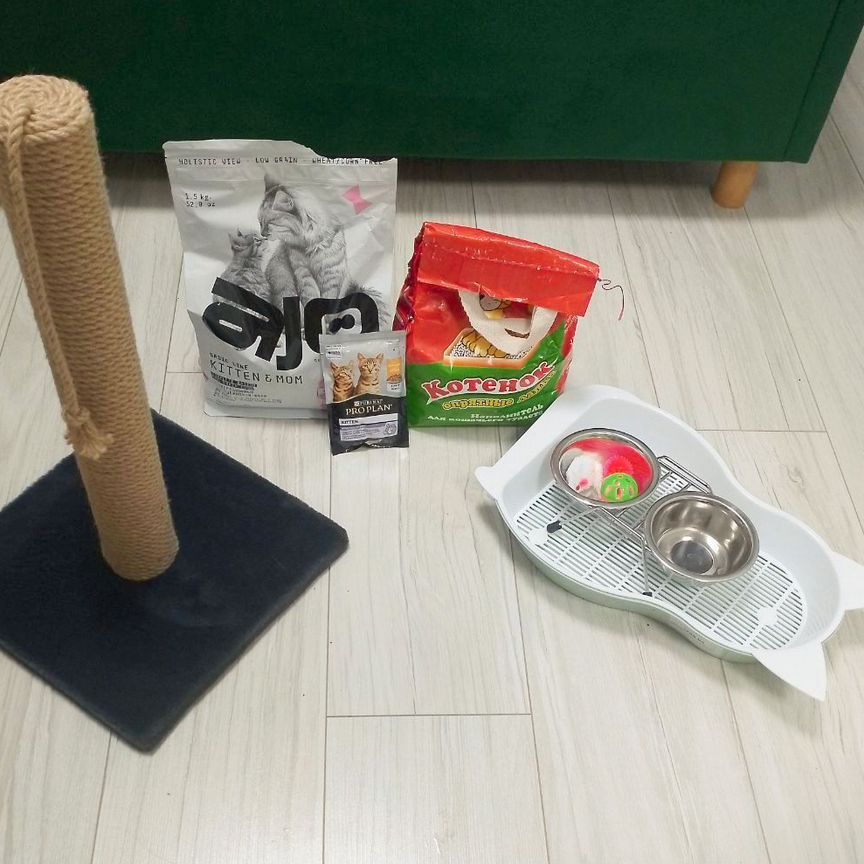 Корм для котят