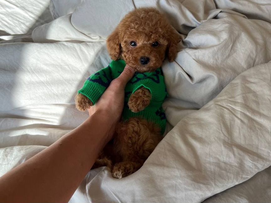 Той-пудель мини мальчик