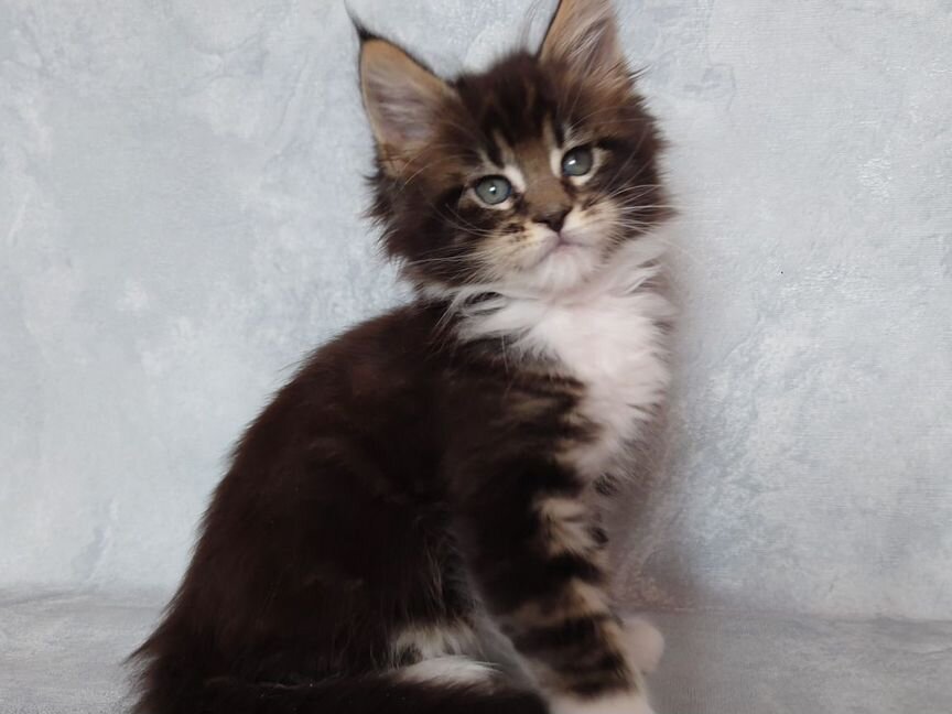 Мейн-кун котята