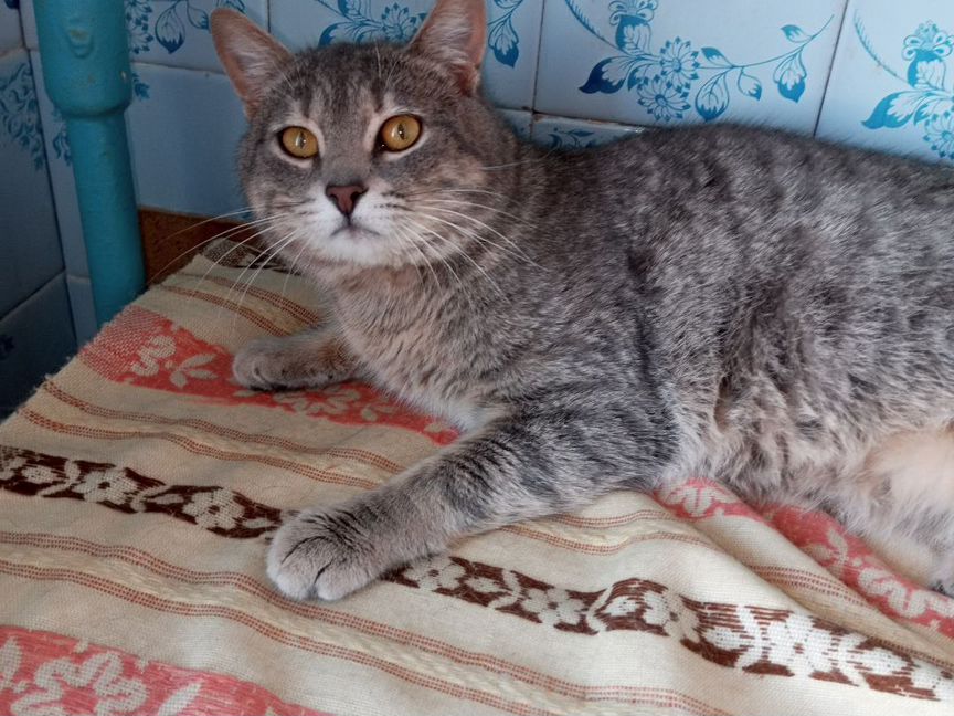 Котик, ответственным людям