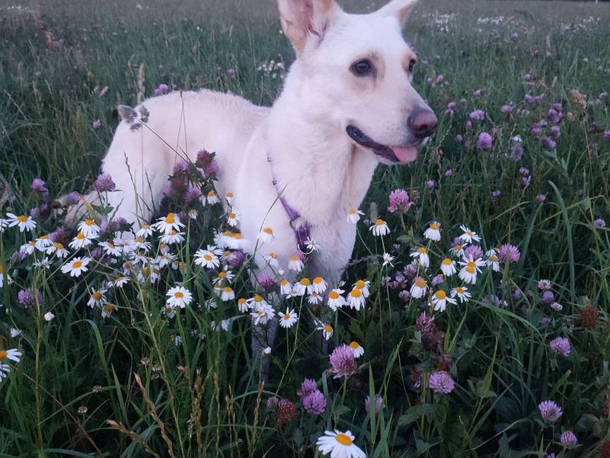 Собака в добрые руки