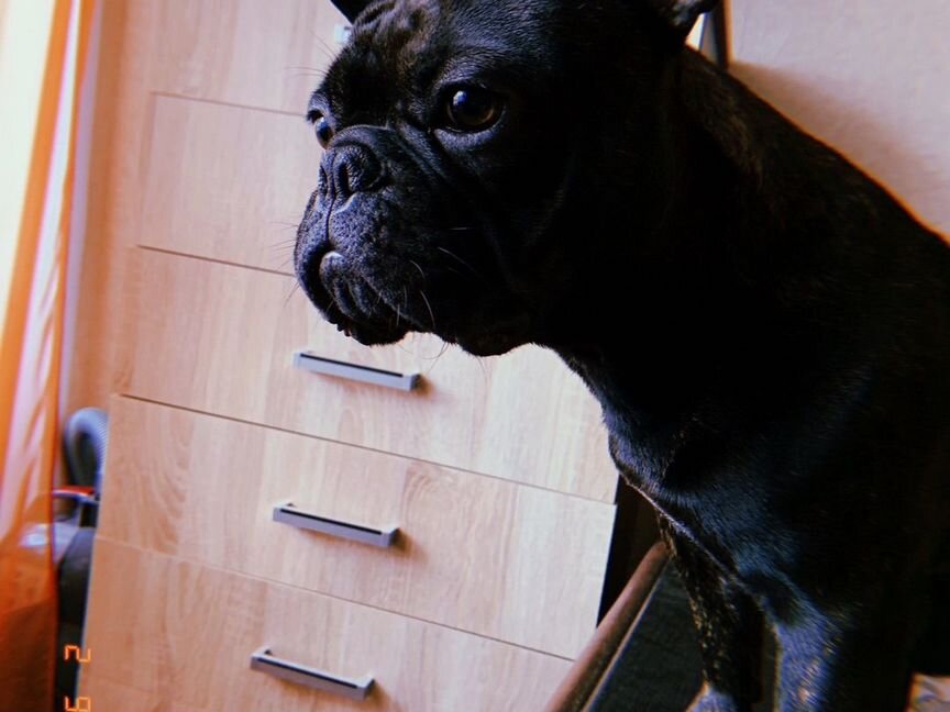 Девочка в добрые руки