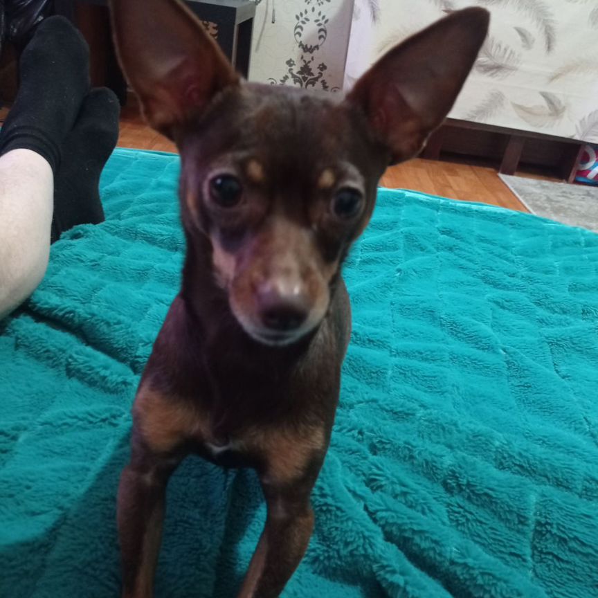 Случка Пражский крысарик