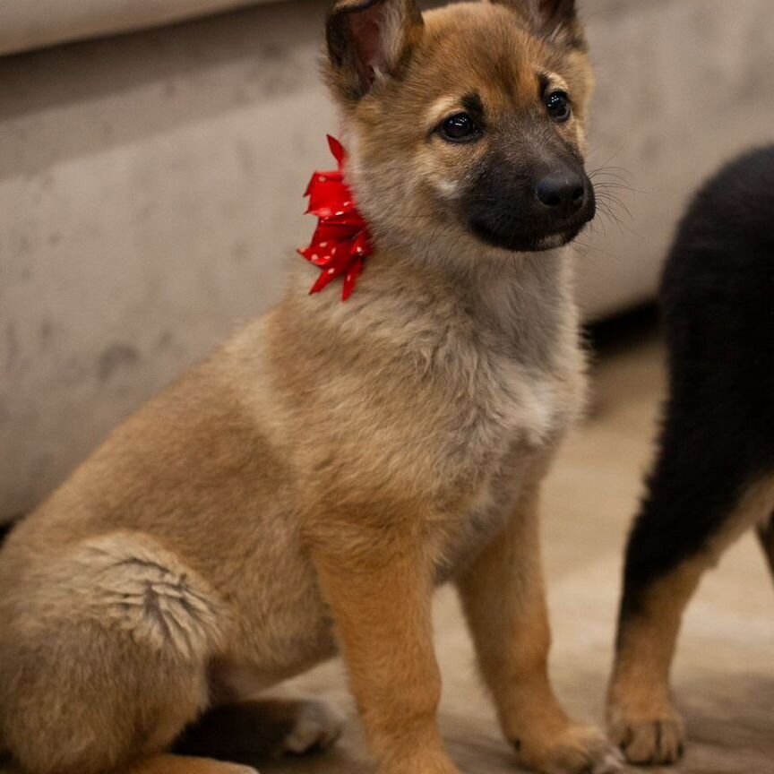 Щенок в добрые руки