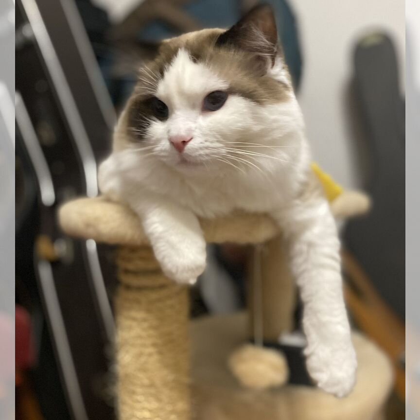 Взрослый кот, вязка