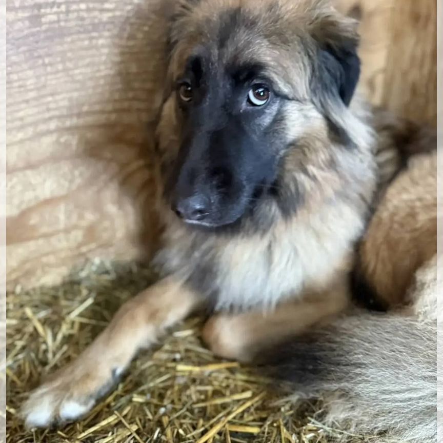 Взрослая собака в добрые руки