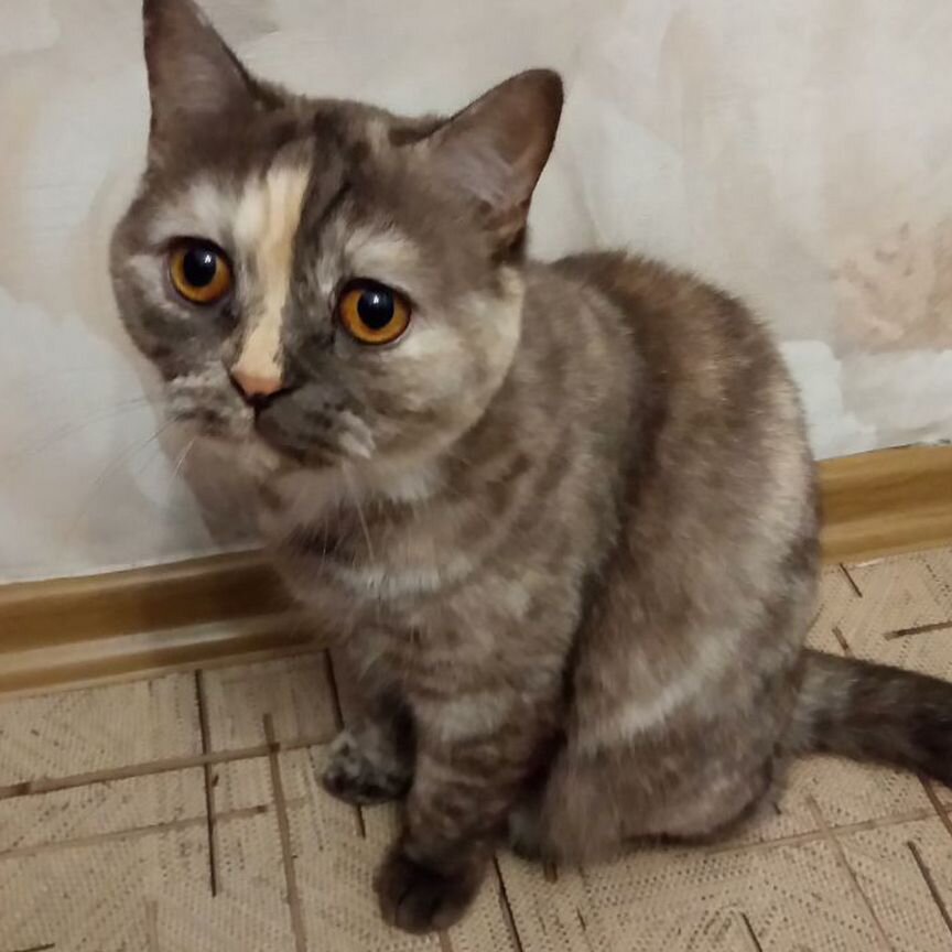Отдам кошку в добрые руки