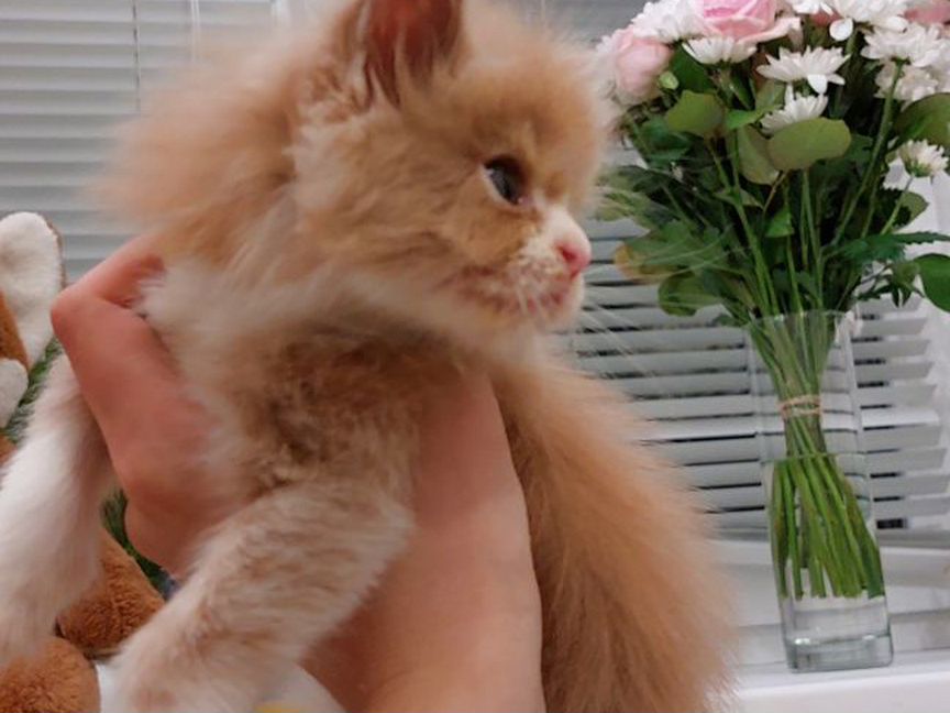 Котёнок цвета картонной коробки