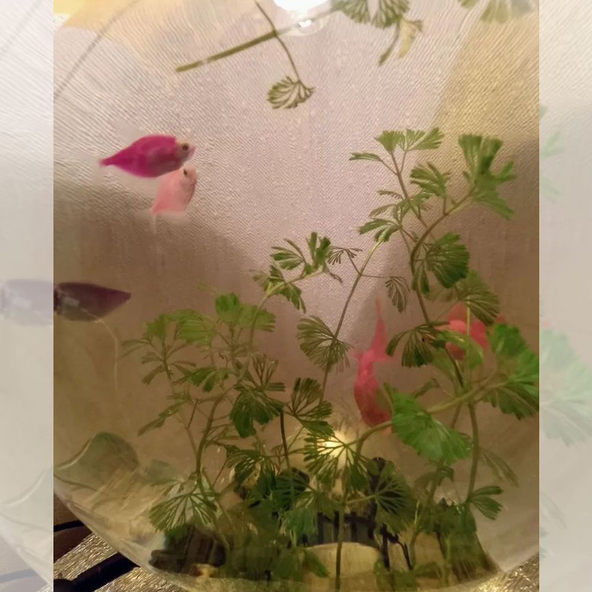 Продам аквариум