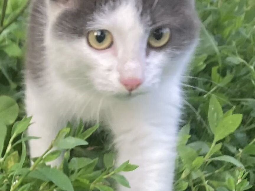 Котята