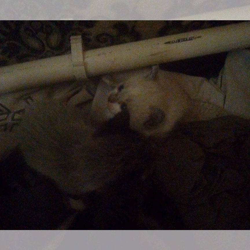 Курильский бобтейл короткошёрстный котёнок