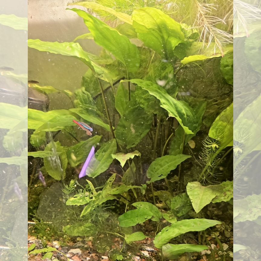 Криптокорина понтедериеволистная, лимнобиум