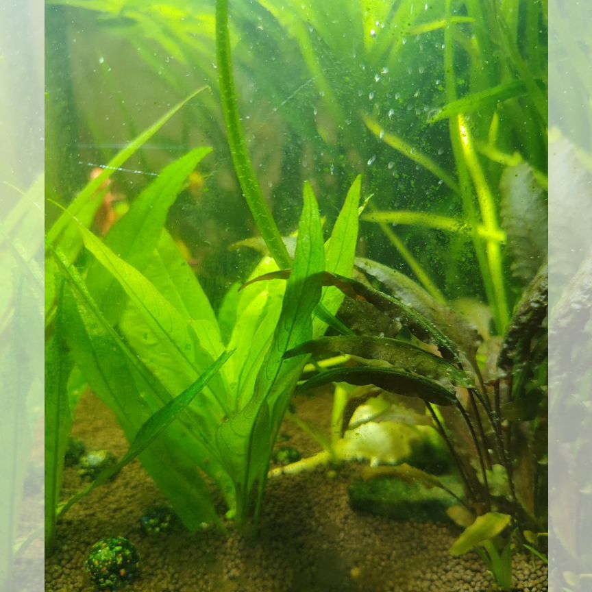 Аквариумные растения