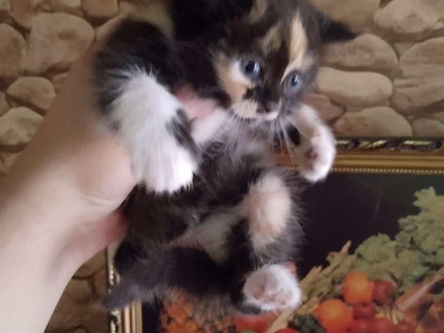 Котята в добрые руки бесплатно