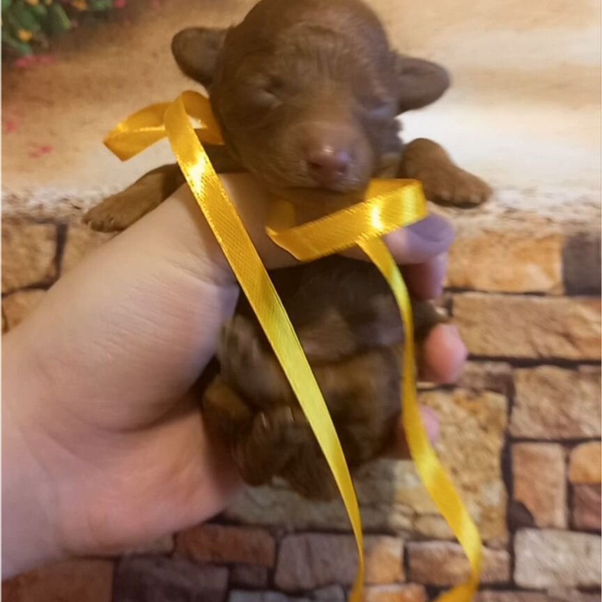 Той-пудель, щенок