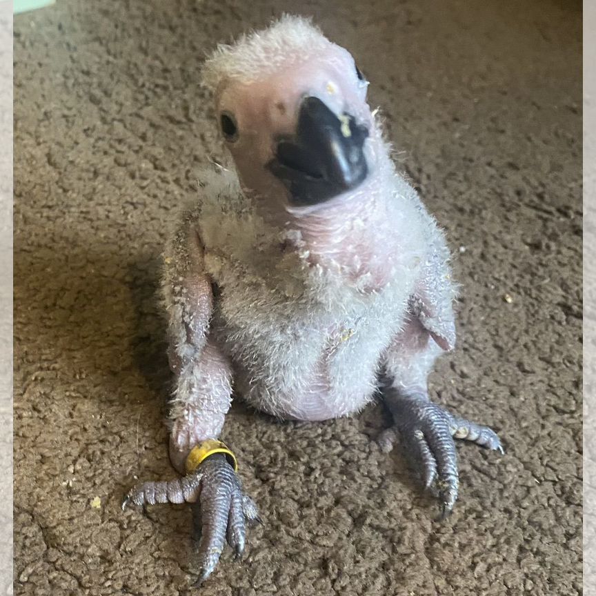 Большой попугай