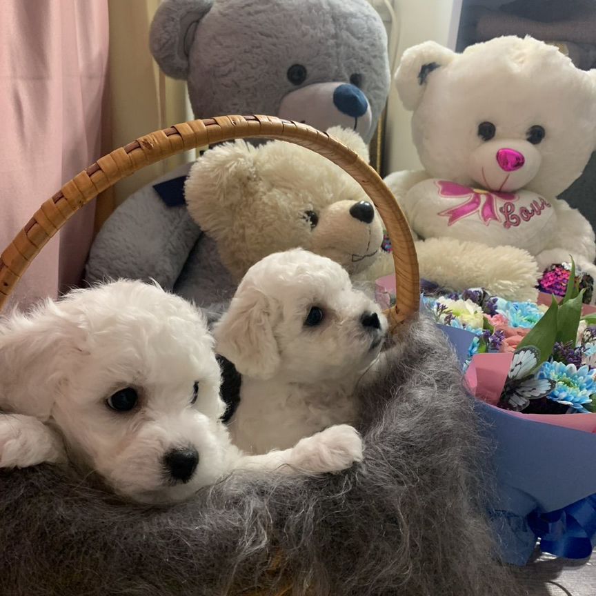 Щенки бишон фризе