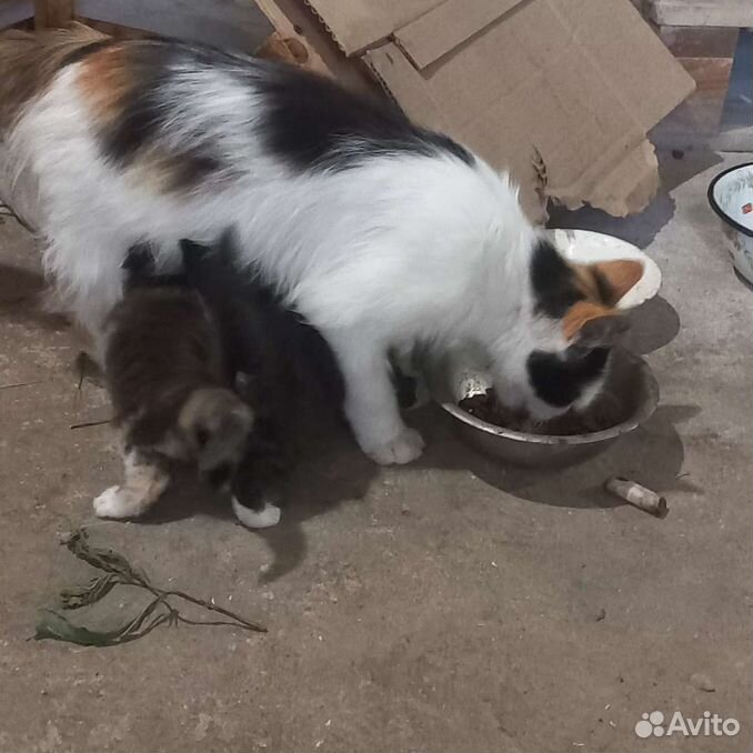 Отдам бесплатно в добрые руки котят крысоловы