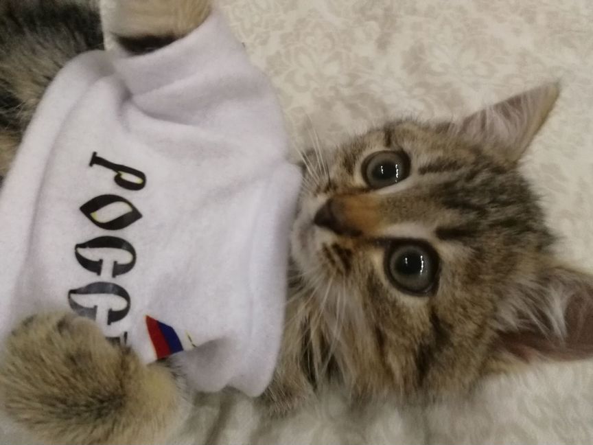 Которебенок в добрые руки