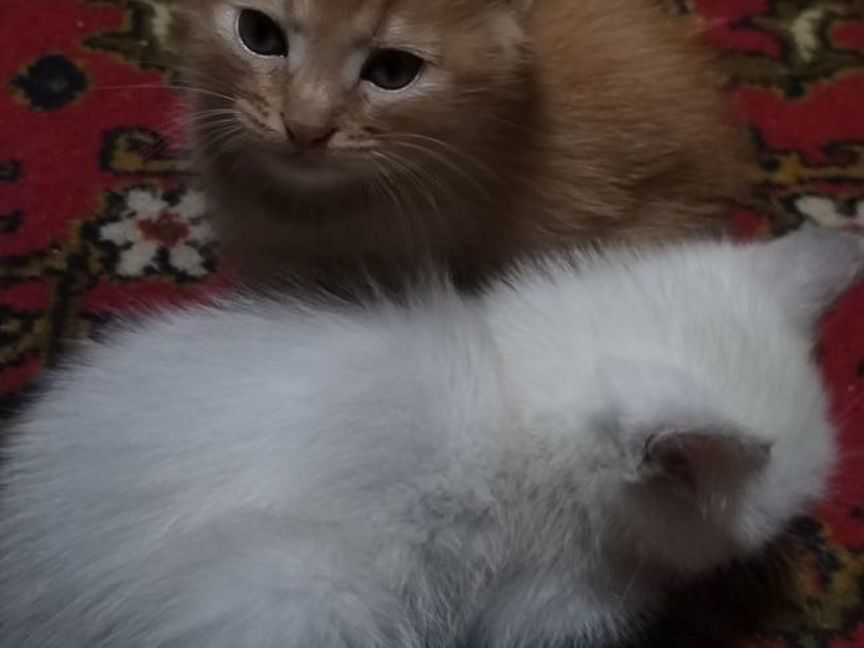 Отдам 2-х котов в добрые руки