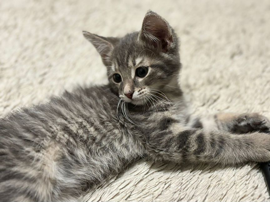 Котенок малыш Павлик