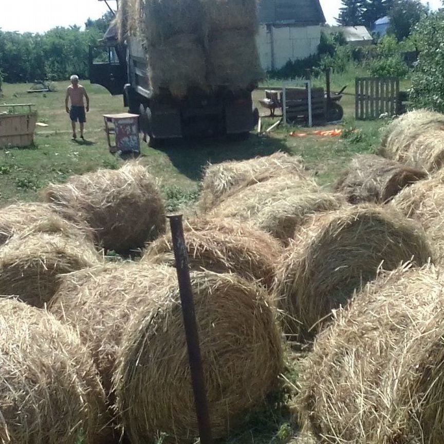 Сено тюки рулоны штучно