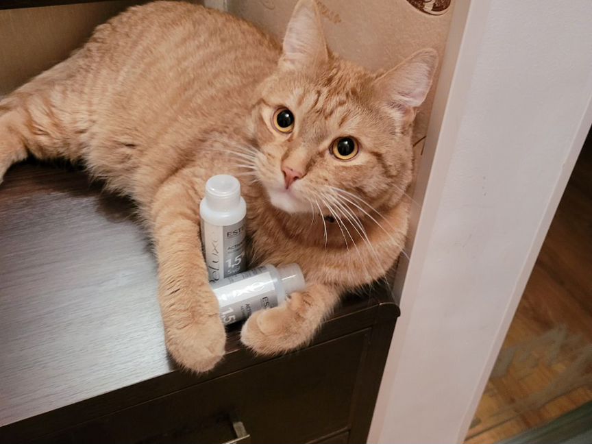 Кот
